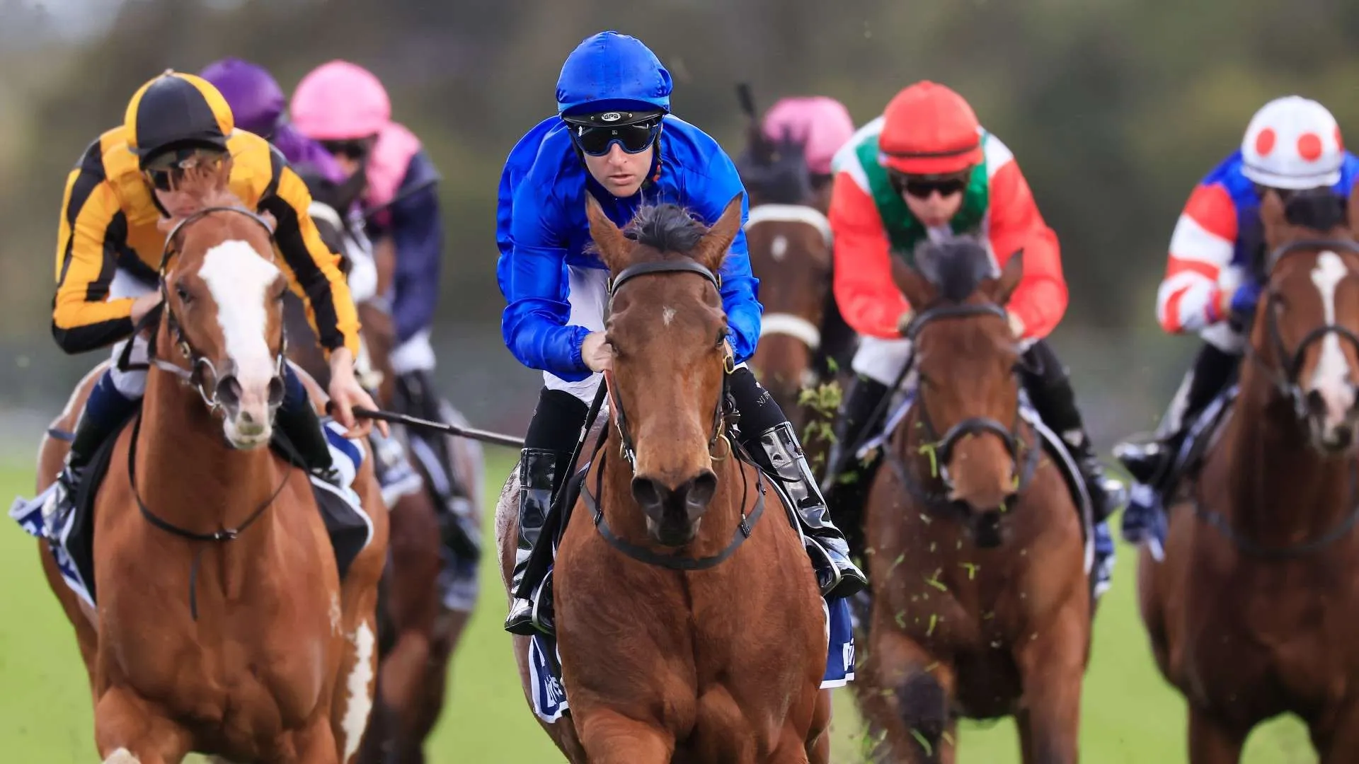 Golden Rose Tips and Preview - Palmerbet Blog